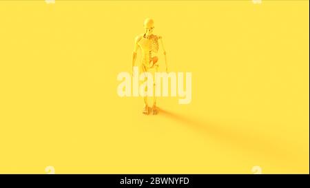Yellow Skeletal Muscle System Anatomical Model 3d illustration 3d ...