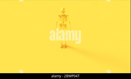 Yellow Skeletal Muscle System Anatomical Model 3d illustration 3d ...