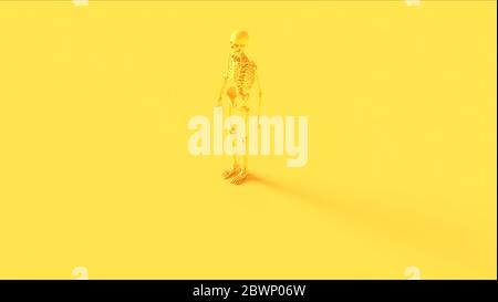 Yellow Skeletal Muscle System Anatomical Model 3d illustration 3d ...