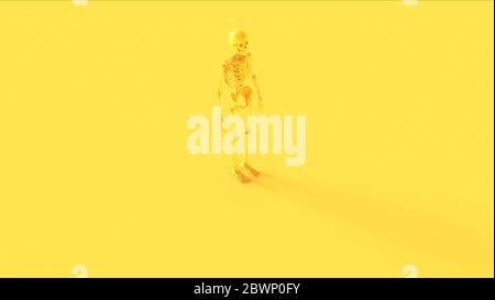 Yellow Skeletal Muscle System Anatomical Model 3d illustration 3d ...