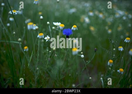 Wild field meadow with purple blue cornflowers and aromatic scented ...
