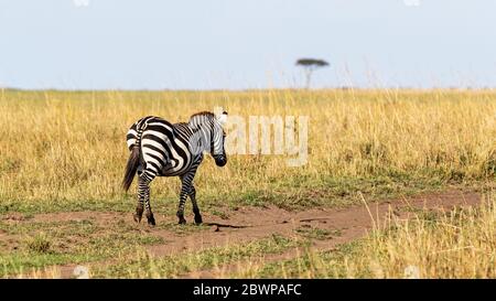 zebra walking away Stock Photo - Alamy