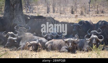 African buffalo lying down on the ground under sunlight Stock Photo - Alamy