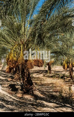 Date Tree Farm in Indio, California Stock Photo - Alamy