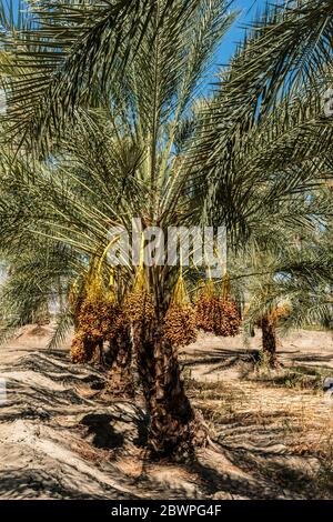 Date Tree Farm in Indio, California Stock Photo - Alamy