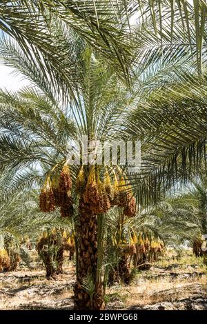 Date Tree Farm in Indio, California Stock Photo - Alamy