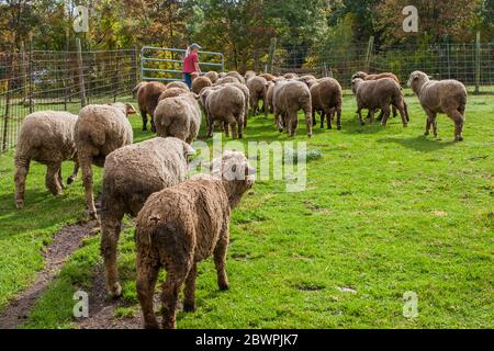 Sheep being led out to graze by the farmer Stock Photo - Alamy