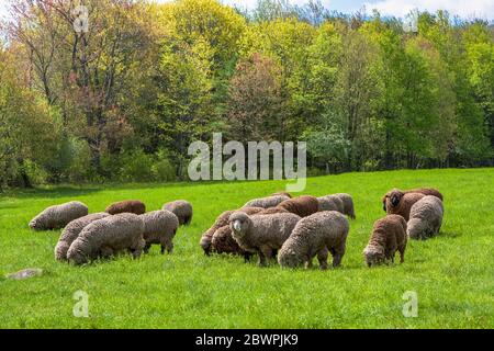 Herd of Merino sheep grazing in the Hantam Karoo, Hantam Mountains ...