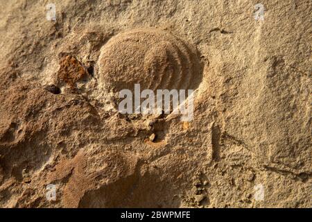 Clam shell fossil imprint Stock Photo - Alamy