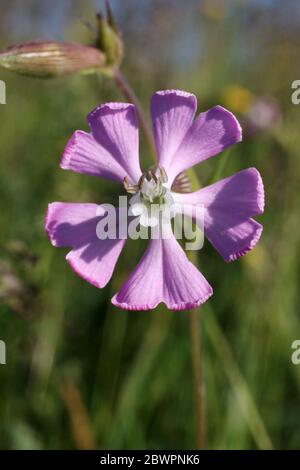 Silene subconica - Wild plant shot in the spring Stock Photo - Alamy