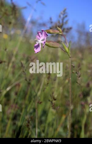 Silene subconica - Wild plant shot in the spring Stock Photo - Alamy