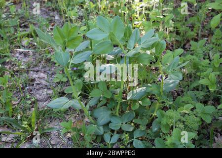 Vicia narbonensis, Narbon Vetch. Wild plant shot in the spring Stock ...