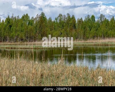 colorful spring landscape in a peat bog, bog texture, Sedas moor ...