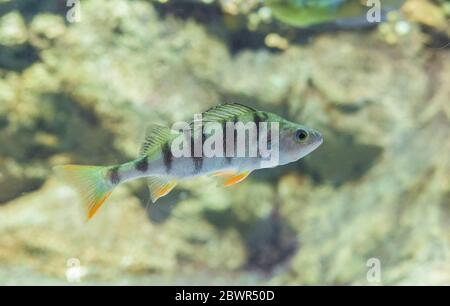 Common perch / European perch / redfin perch / Eurasian river perch ...