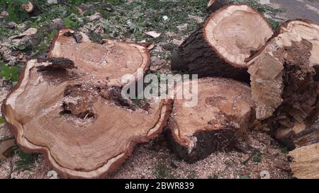 A large trunk of a fallen tree is cut into the stumps Stock Photo - Alamy