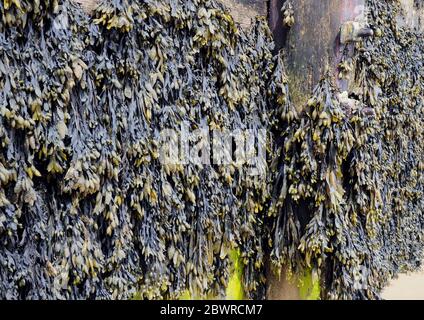Bladder wrack or Brown Kelp is a common seaweed often found growing on ...
