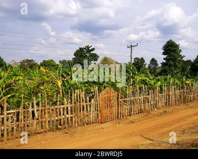 Banana trees in Laos country Stock Photo - Alamy