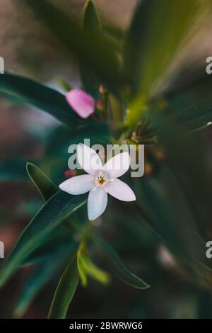 Philotheca plant with white flowers outdoor in sunny backyard, close-up ...