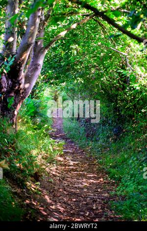winding mountain path between forest and pasture in misty weather Stock ...