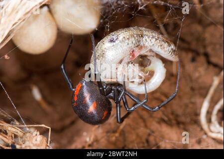 Mediterranean black widow spider (Latrodectus tredecimguttatus ...