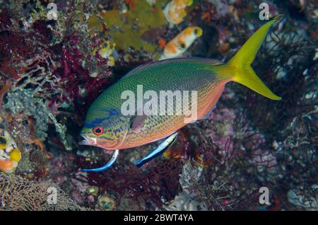 yellowtail fusilier fish with cleaning wrasse Stock Photo - Alamy