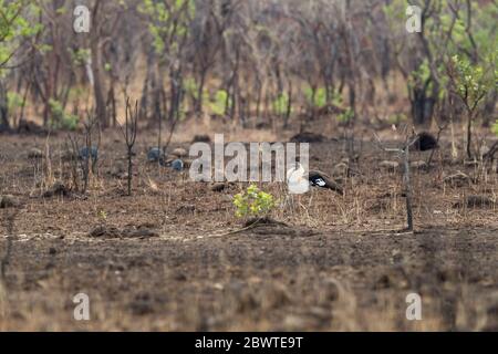 Denham's bustard Neotis denhami, pair in full display courtship, Mole ...