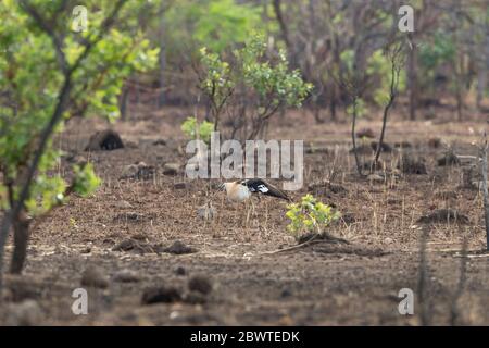 Denham's bustard Neotis denhami, pair in full display courtship, Mole ...
