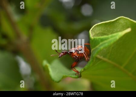 Red weevil perched on a green leaf Stock Photo - Alamy