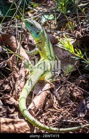 Eastern Green Lizard, European green lizard, Emerald lizard (Lacerta ...