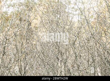 gray bushes and thickets of trees Stock Photo - Alamy