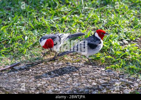 couple of Red-cowled Cardinal (Paroaria dominicana), perched in the ...