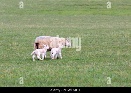 Chevot sheep with lamb Stock Photo - Alamy
