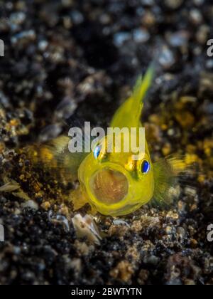 Yellow clown goby (Gobiodon okinawae), also known as the Okinawa goby ...