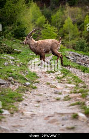 Alpine Ibex - running (Capra ibex) Bouquetin des Alpes Stock Photo - Alamy