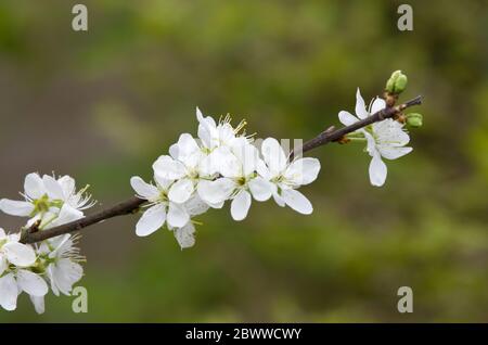 prunus insititia merryweather blossom damson flower plum spring white ...