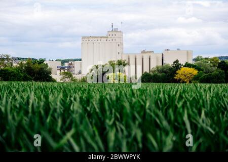 Heygates Ltd flour mill at Bugbrooke, Northamptonshire Stock Photo - Alamy