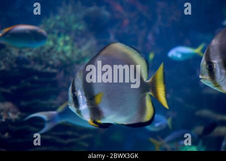 Big silver fish with brilliant silver colors, shiny, lonely Stock Photo ...