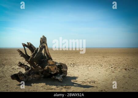Driftwood and rocks on beach Stock Photo - Alamy