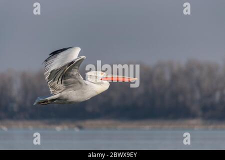 Dalmatian pelican in the park Stock Photo - Alamy