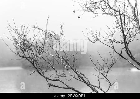 A leafless tree in the cold winter snowy weather Stock Photo - Alamy
