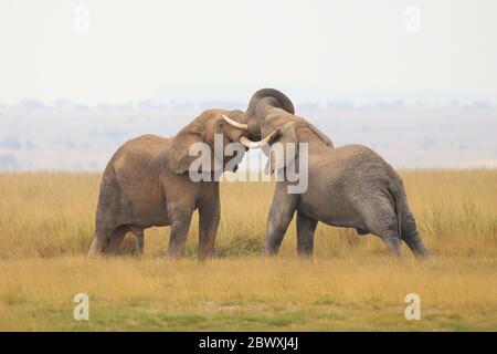 Fight of two giants Stock Photo - Alamy