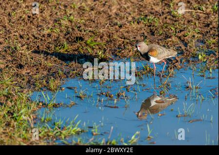Lapwing Searching for Food Stock Photo - Alamy