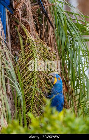 A Hyacinth Macaw feeding on the nuts of the Acuri Palm in the Pantanal ...