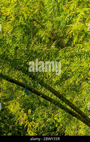 Backlit bamboo in the Caratinga Biological Reserve in the state of ...