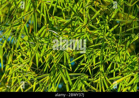 Backlit bamboo in the Caratinga Biological Reserve in the state of ...