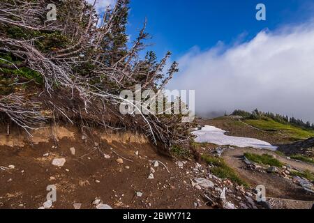 Tree roots sticking out on a cliff, root system Stock Photo - Alamy