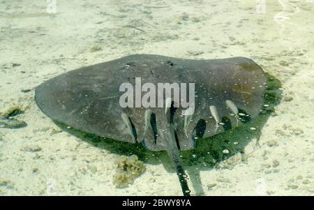 Stingray floating in the turquoise lagoon of Moorea, French Polynesia ...