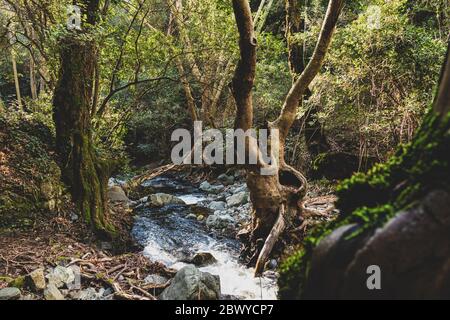 A long exposure shot of a river flowing over rocks in a forest covered ...