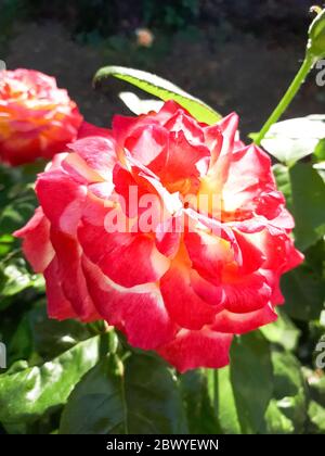 Red blooming roses in a flowerbed. Flower cultivation Stock Photo - Alamy