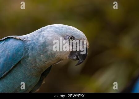 The Spix's macaw is a macaw native to Brazil. The bird is a medium-size ...
